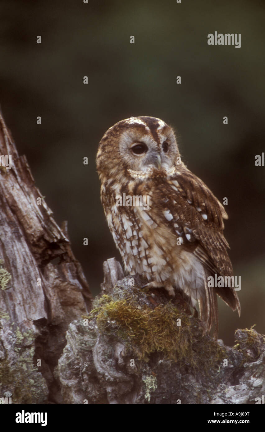 Tawny Owl on Tree Stump Stock Photo - Alamy