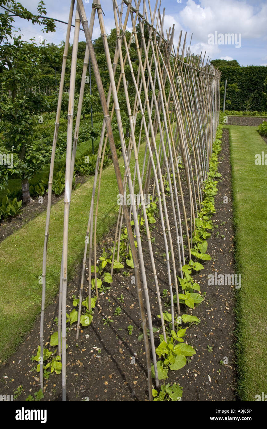Runner Bean Row in Vegateble Garden Stock Photo - Alamy