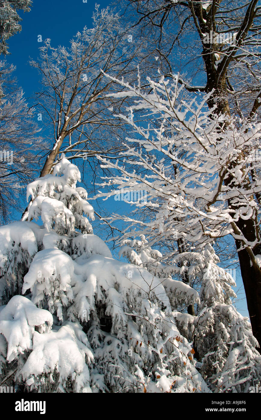 Winter snow on trees hi-res stock photography and images - Alamy