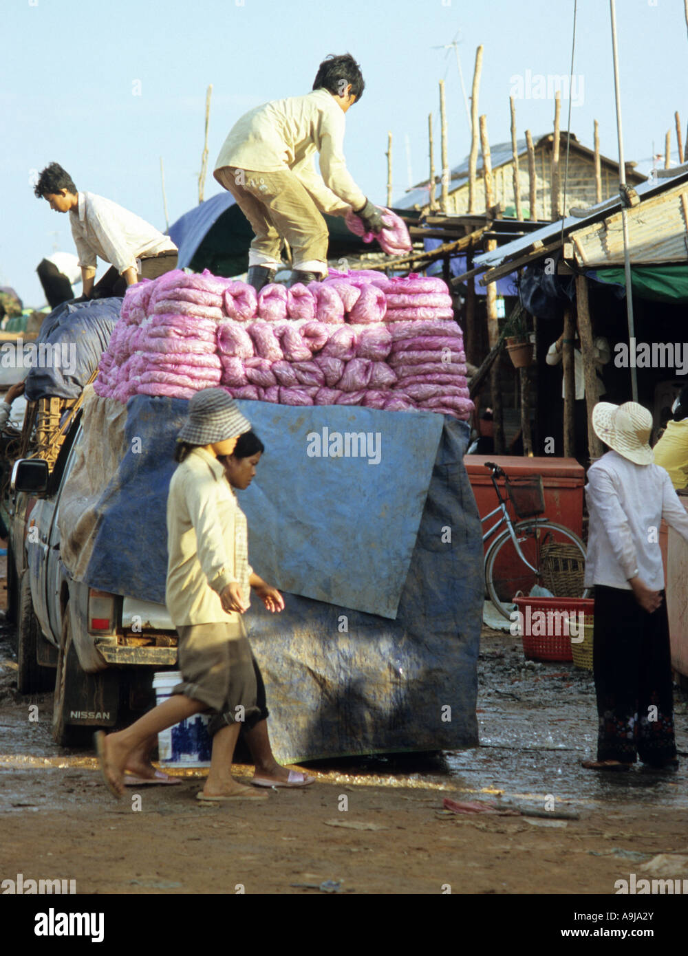 Men loading plastic bags of fresh fish onto a truck morning market ...
