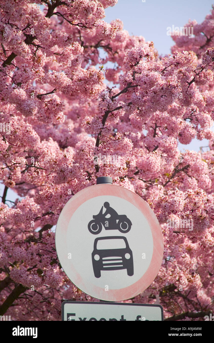 No vehicles except for access Road traffic sign and cherry blossom ...