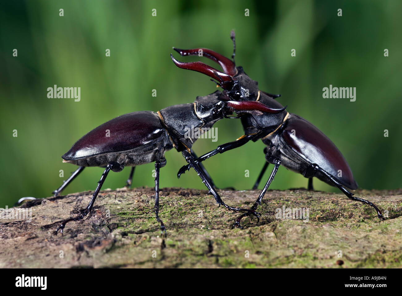 Fighting stag beetles hi-res stock photography and images - Alamy