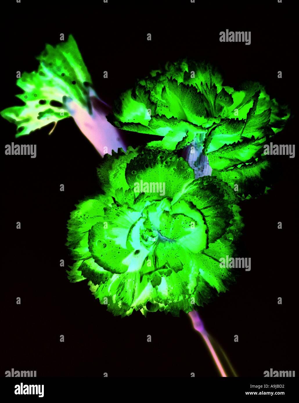 Flower expressions Cut Out Stock Images & Pictures - Alamy
