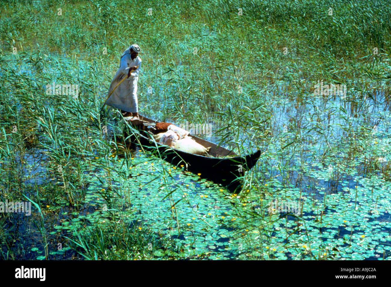 Iraq marshland man in boat hi-res stock photography and images - Alamy
