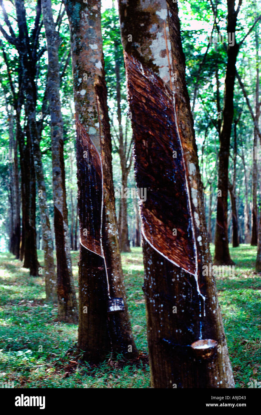 Malaysia Rubber Trees collecting sap Stock Photo - Alamy