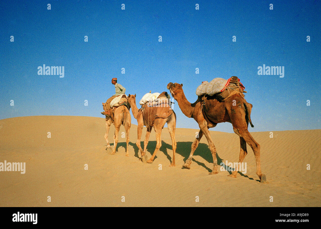 Thar Desert India Camel Train Stock Photo - Alamy
