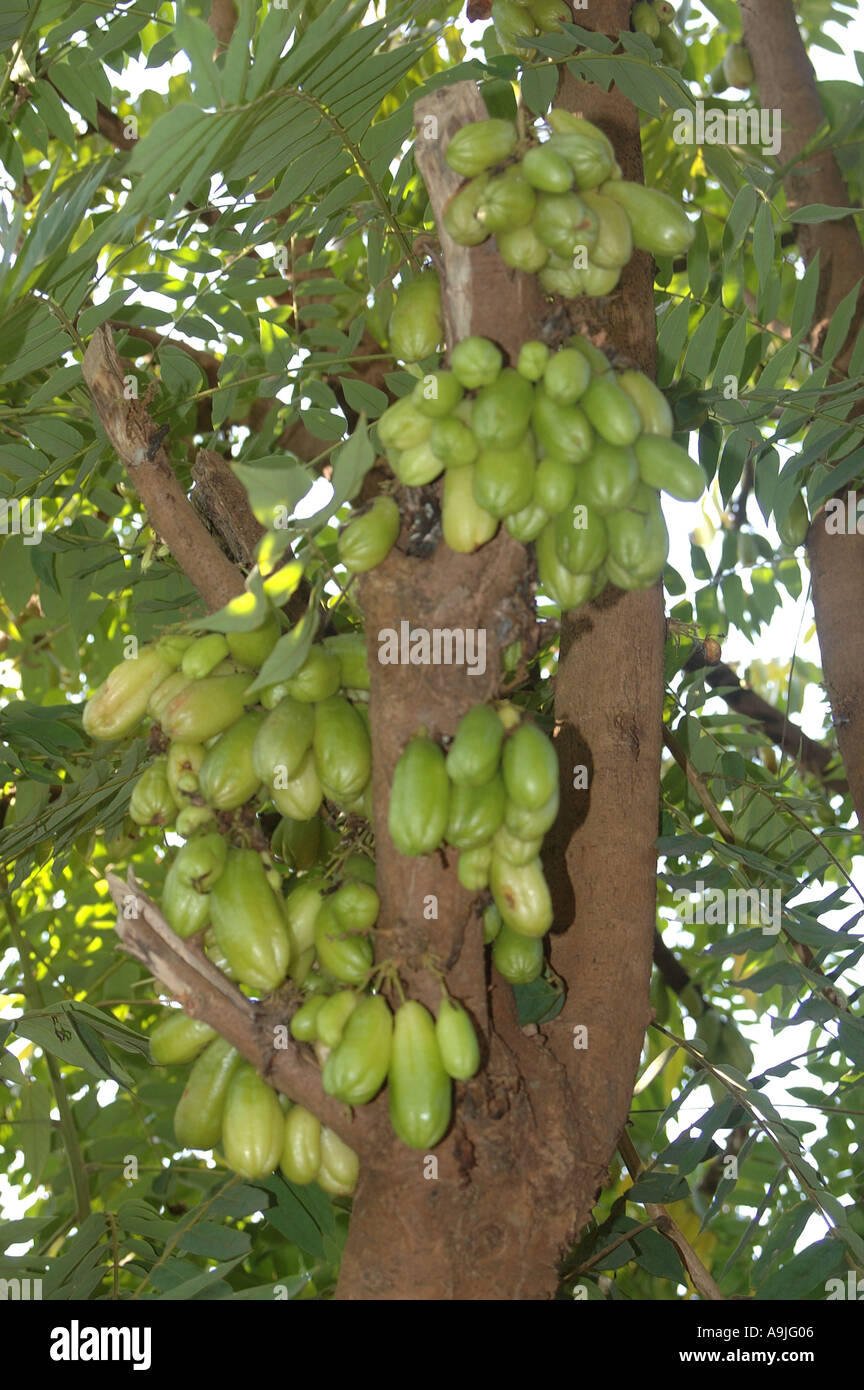Bilimbi leaves hi-res stock photography and images - Alamy