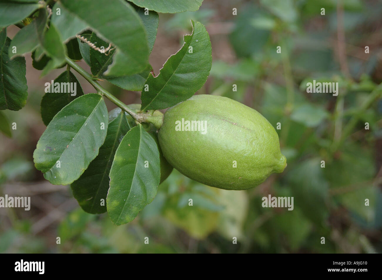 Lemon fruit, Citrus limon Osbeck, growing on evergreen tree, Family ...