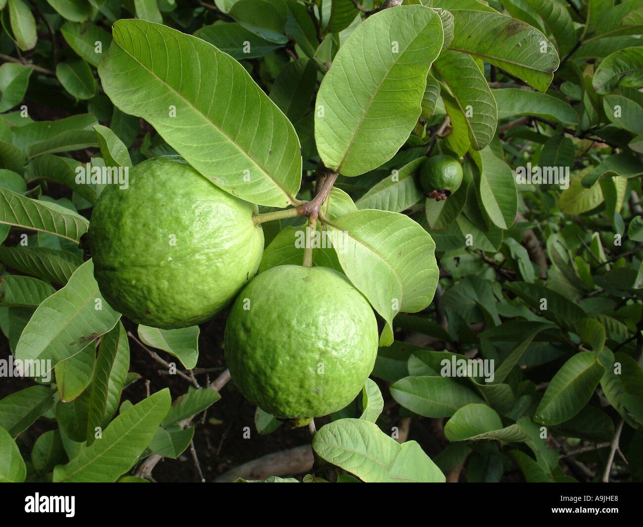 Psidium guajava, common guava, yellow guava, lemon guava, plant Stock ...