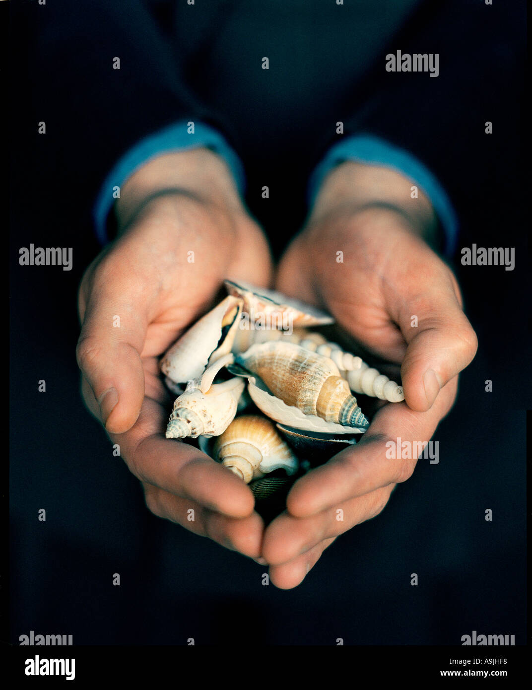 shells lying in two hands Stock Photo - Alamy