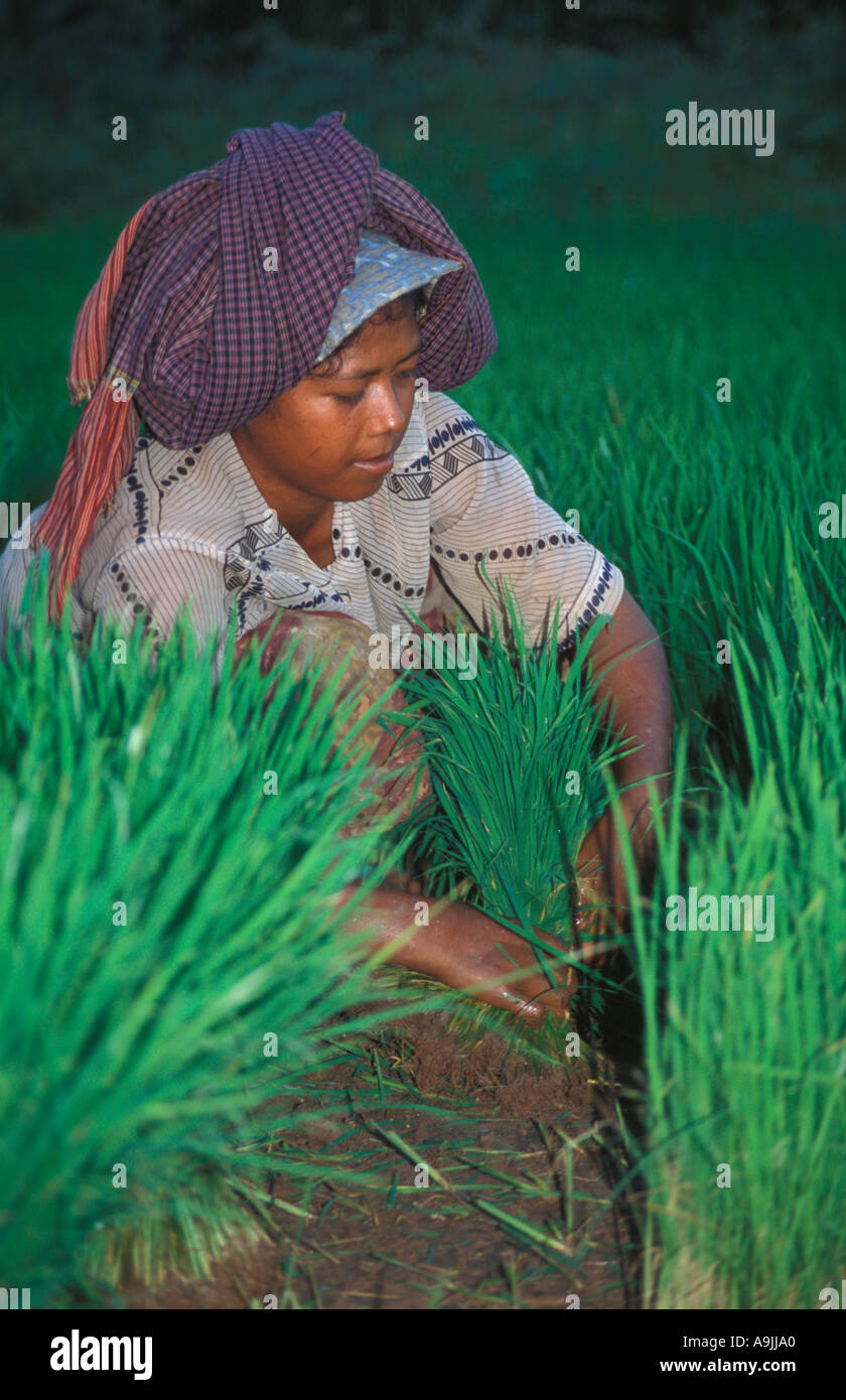 Transplanting rice plants hi-res stock photography and images - Alamy