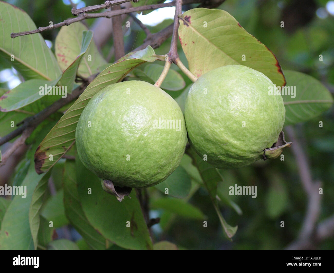 Psidium guava l hi-res stock photography and images - Alamy