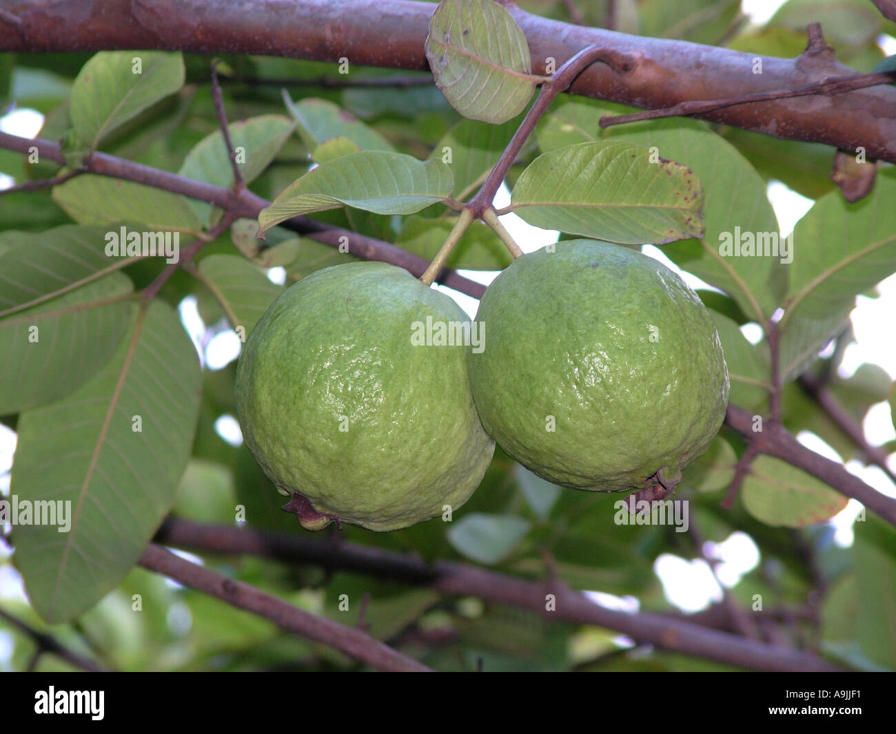 Pssidium guajava l hi-res stock photography and images - Alamy