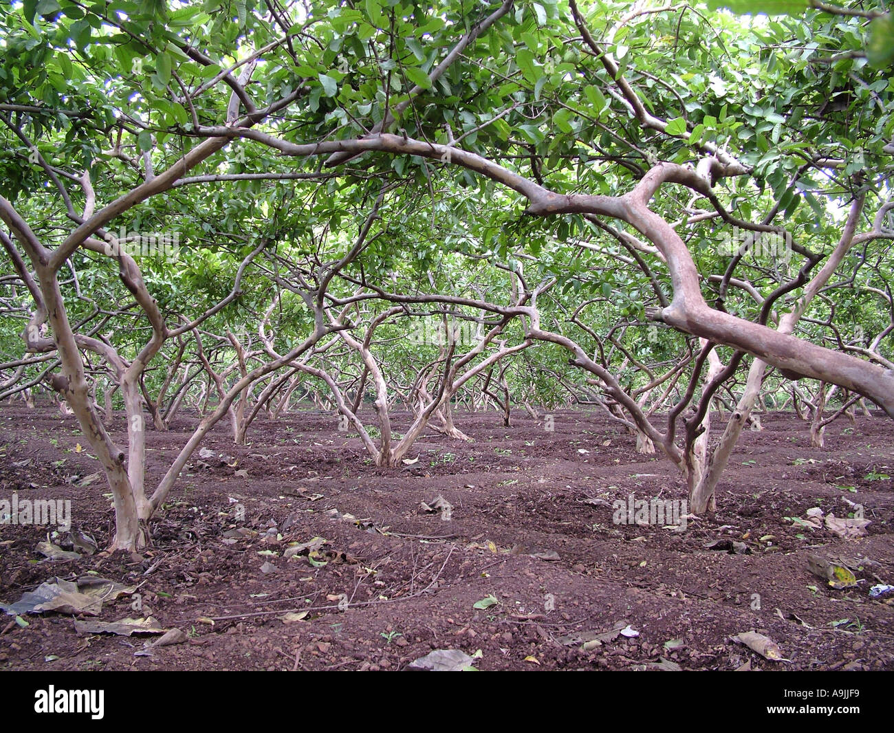 Jambu Tree Tropical Rainforest