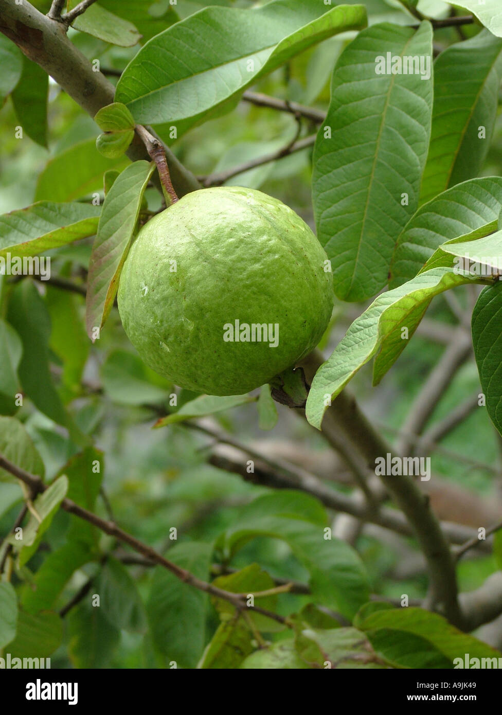 Psidium guajava, common guava, yellow guava, lemon guava, plant Stock ...