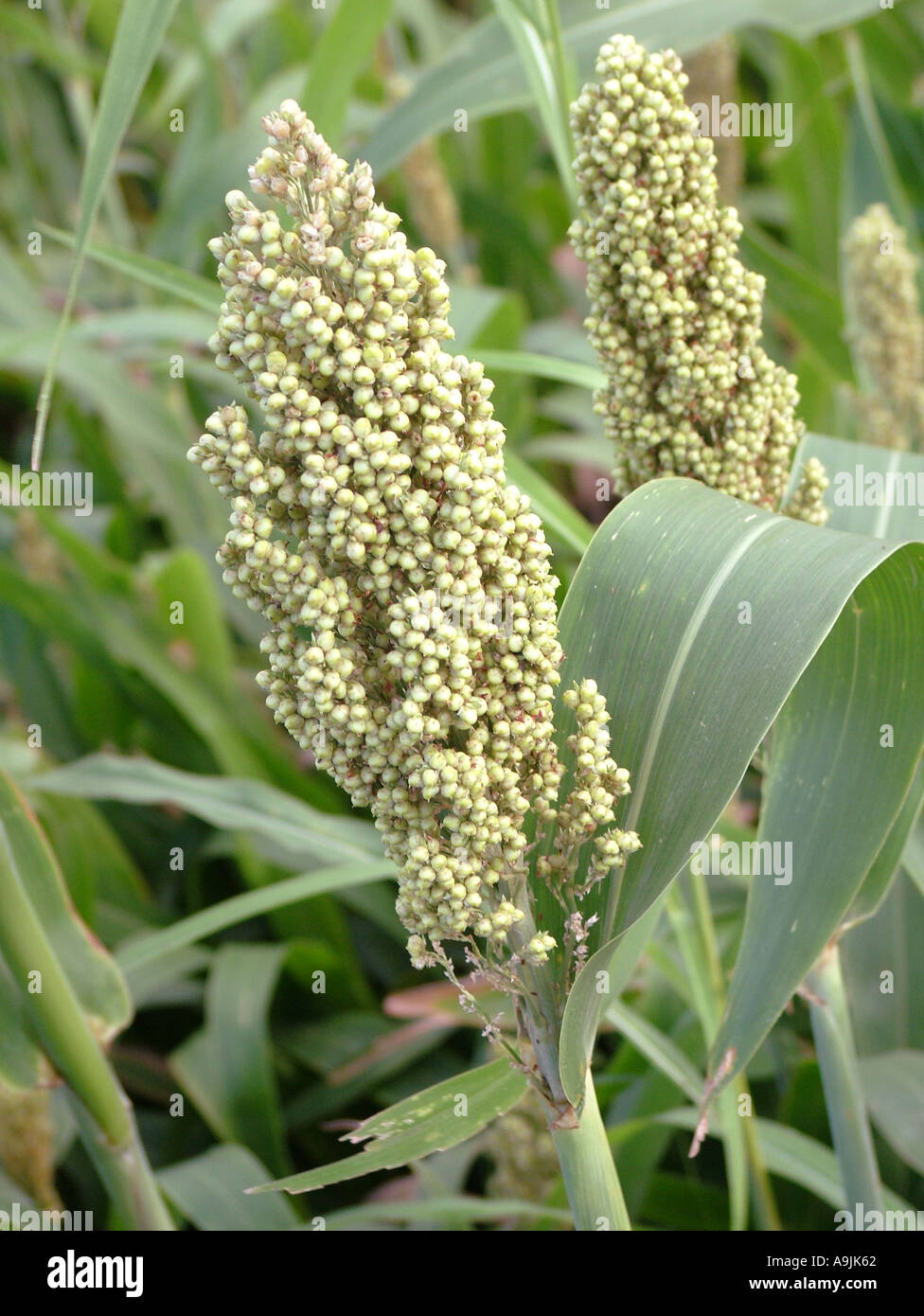 Jawar fields crop crops agriculture hi-res stock photography and images ...