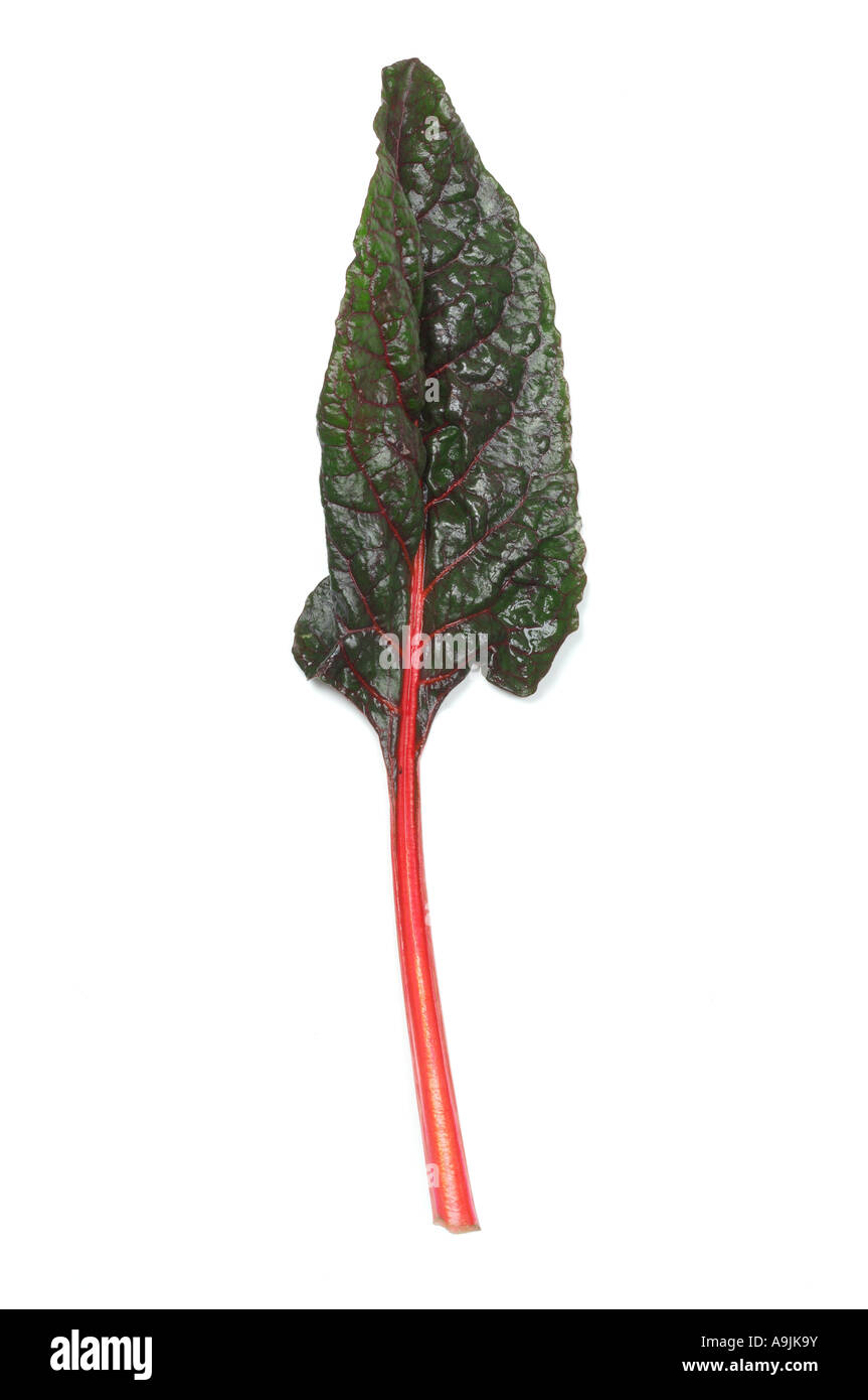 Red Swiss Chard Leaf Stock Photo - Alamy