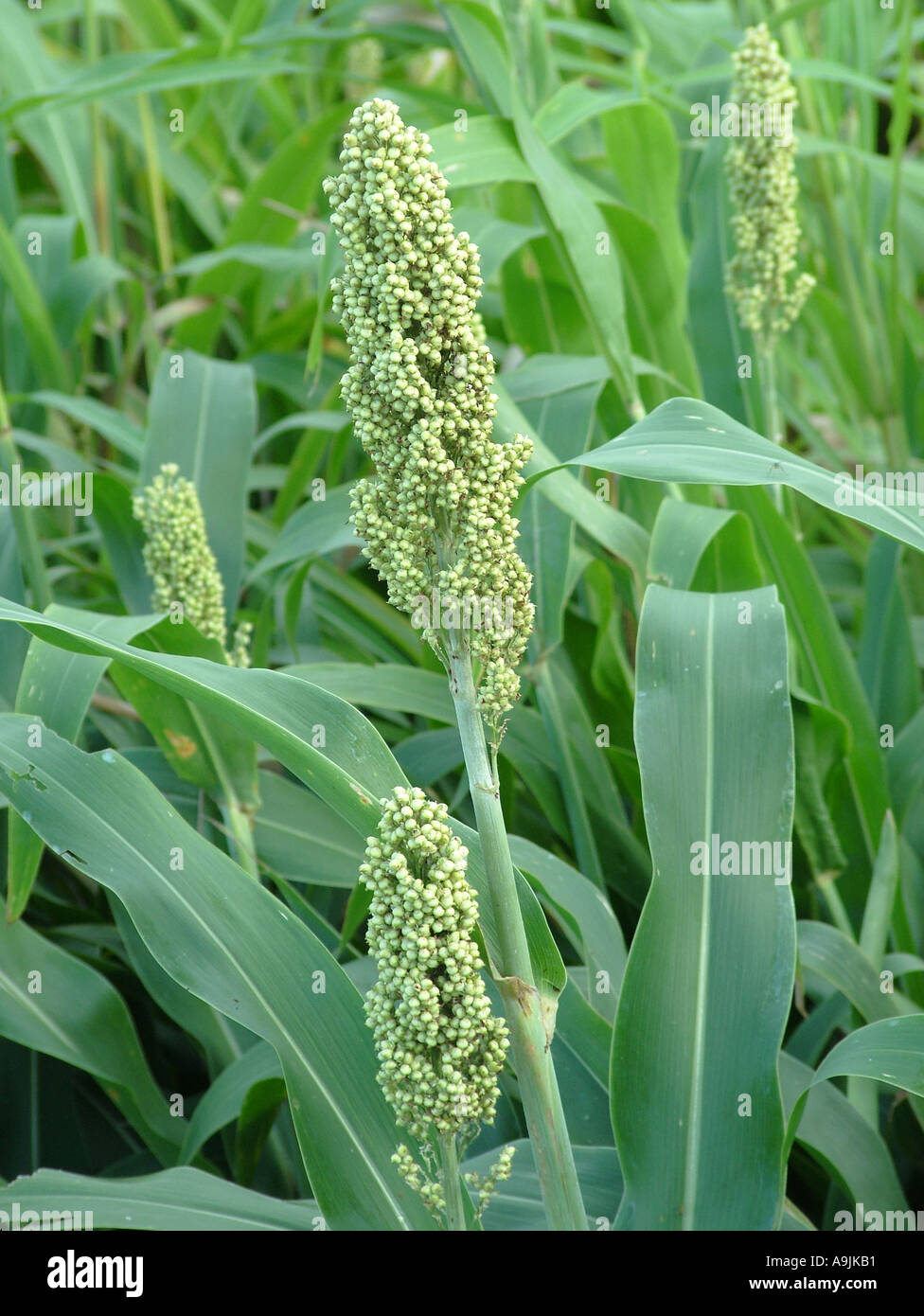 What Is Jawari at Ronald Roe blog