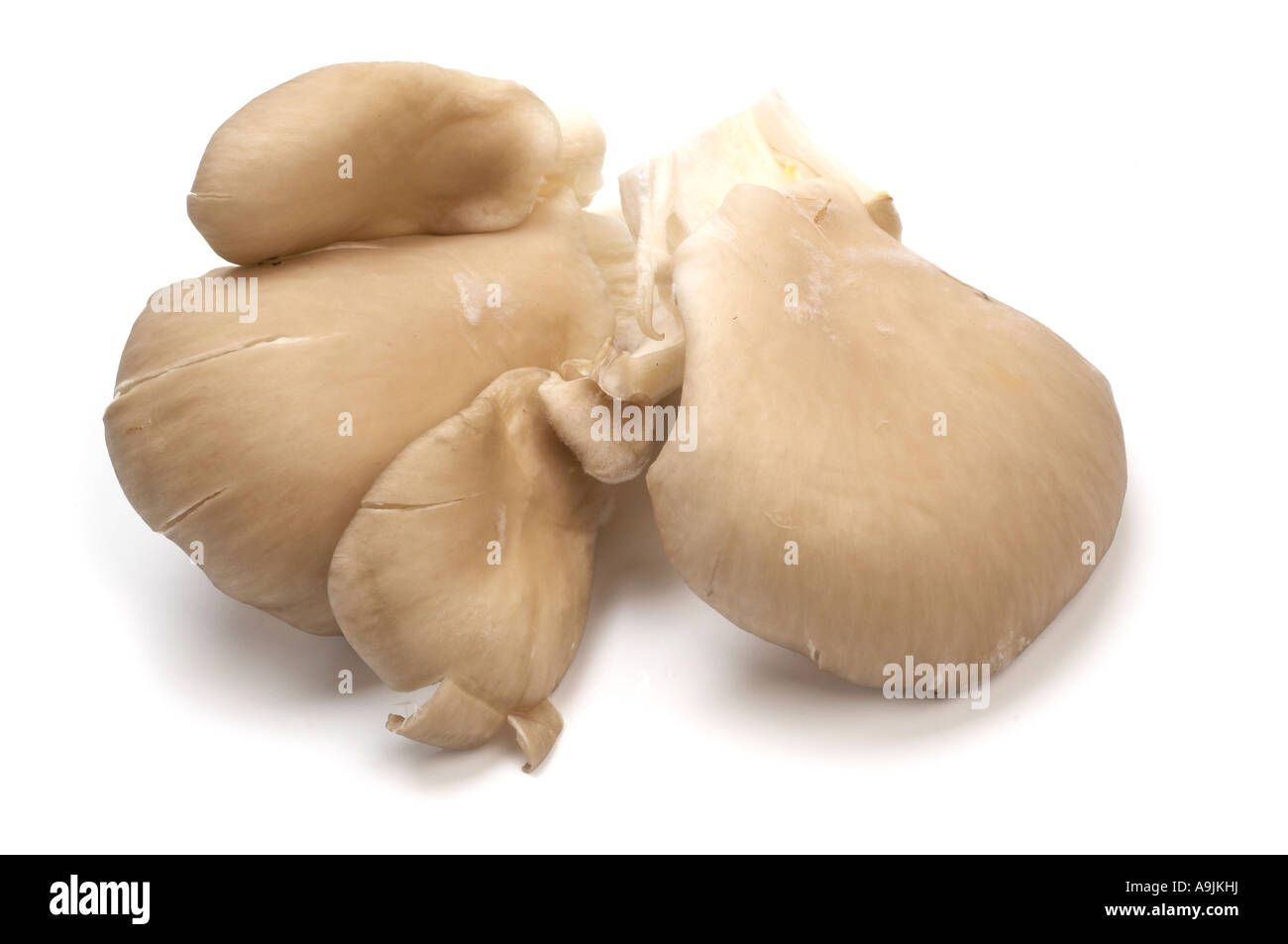 Grey oyster mushrooms hi-res stock photography and images - Alamy