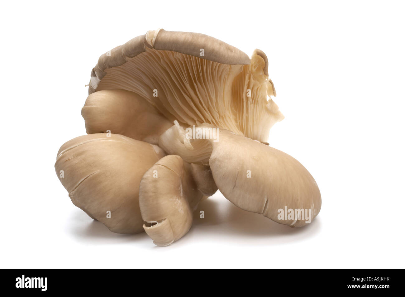 Grey oyster mushrooms hi-res stock photography and images - Alamy