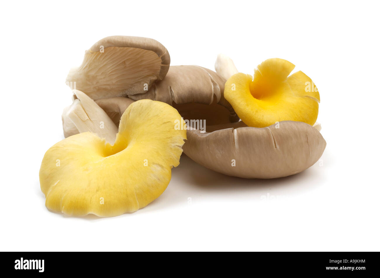 Chinese funghi Cut Out Stock Images & Pictures - Alamy