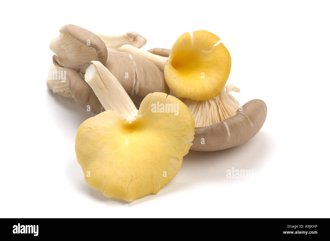 Chinese funghi Cut Out Stock Images & Pictures - Alamy