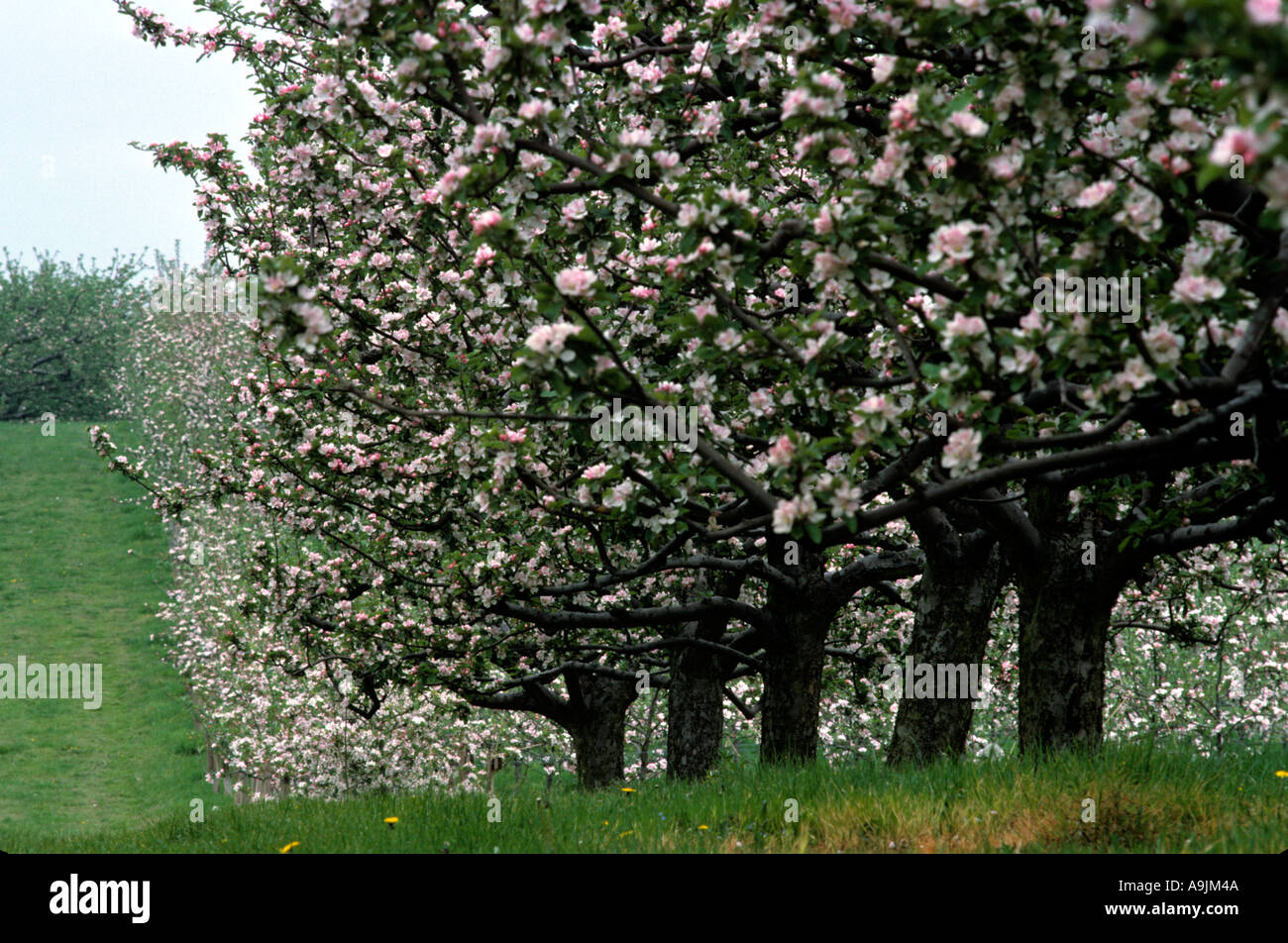 Apple orchards at Fenhurst Sussex Rows of mature apple trees southern ...