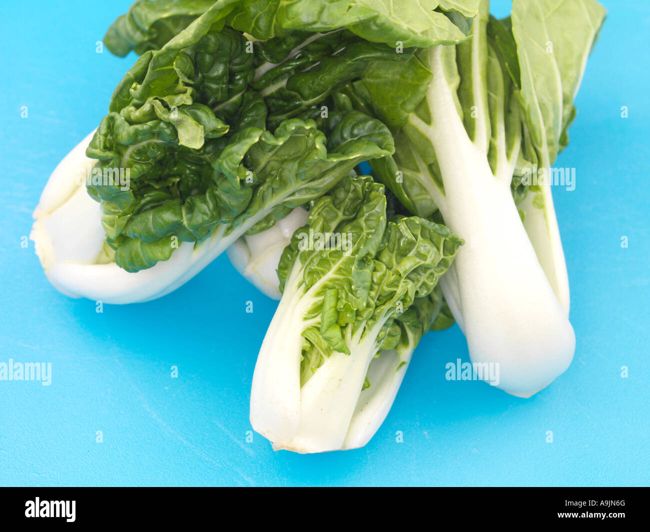 Baby Pak Choi Stock Photo - Alamy
