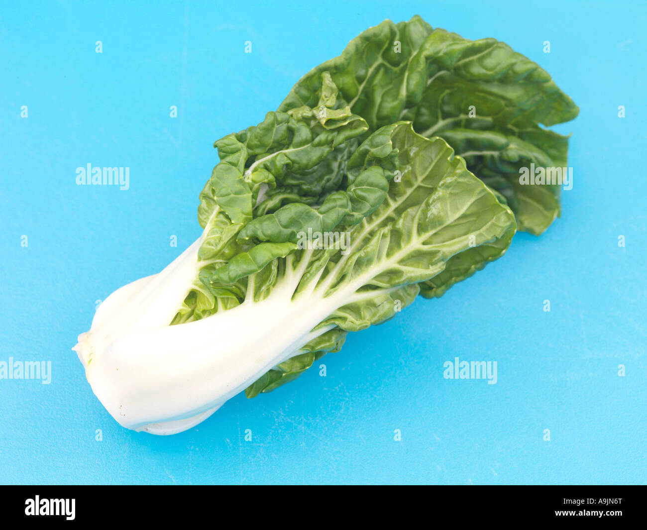 Fresh Healthy Asian Or Chinese Baby Pak Choi Cooking Ingredient ...