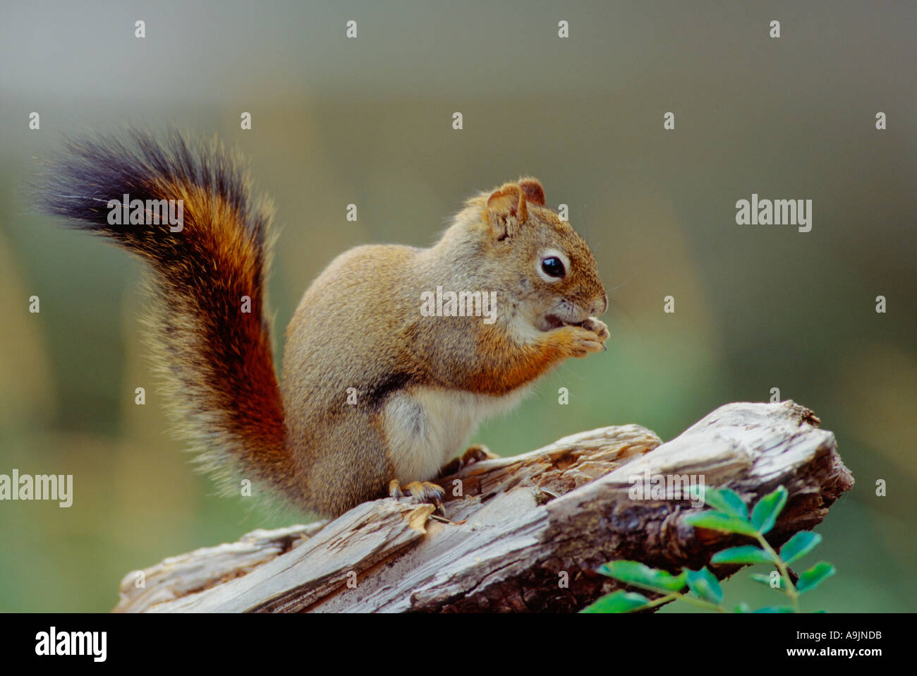 Feeding rodents hi-res stock photography and images - Alamy