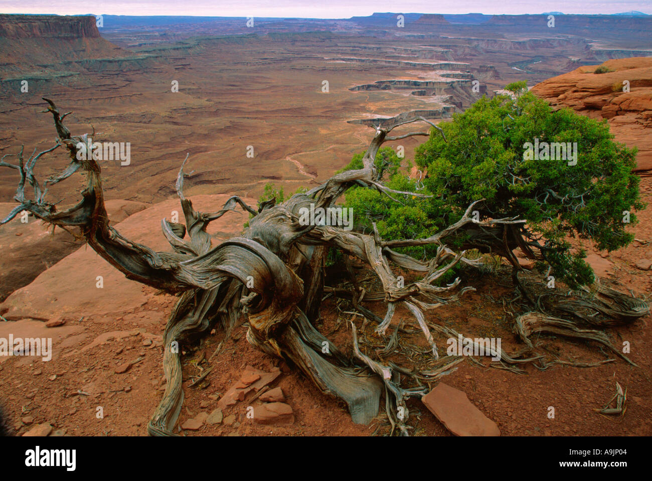 Green River Overlook and twisted Utah Juniper tree Stock Photo - Alamy