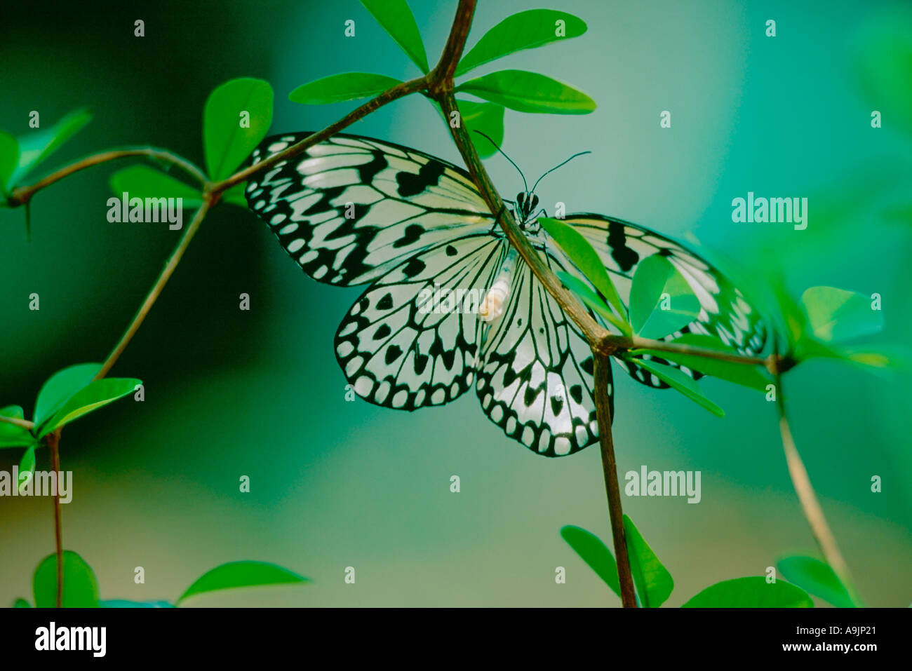 White tree nymph butterfly on branch-Note-Captive subject Stock Photo ...