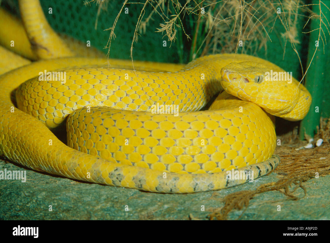 McGregors tree viper snake-Note-Captive subject Stock Photo - Alamy