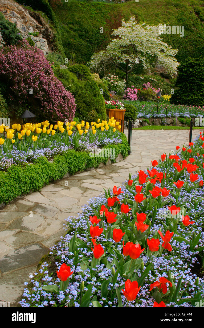 Garden path and tulips in Butchart Gardens in spring Stock Photo - Alamy