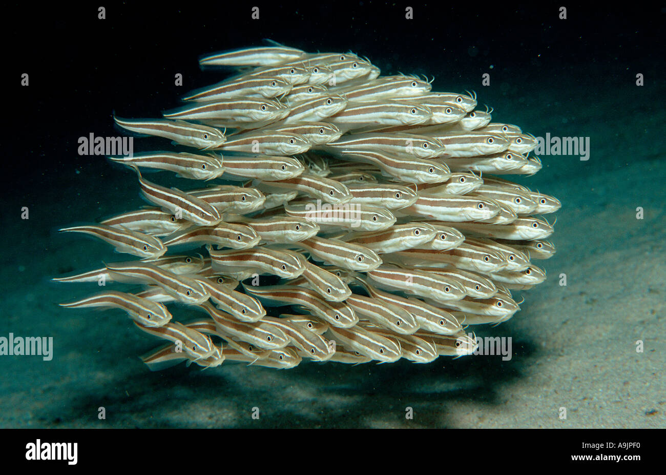 Striped eel catfish Plotosus lineatus Stock Photo - Alamy