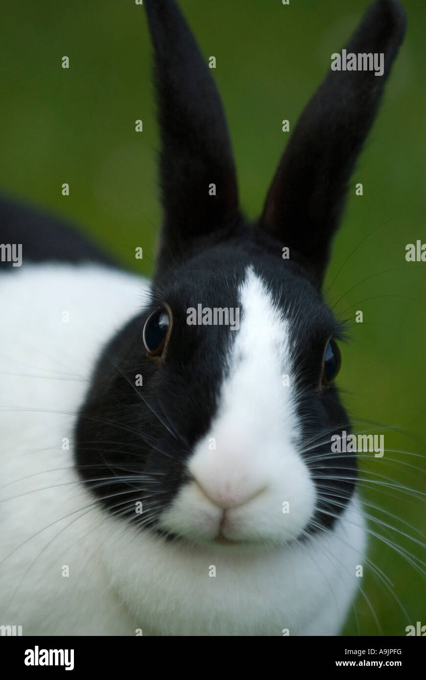 Portrait of domesticated black and white dutch rabbit Stock Photo - Alamy