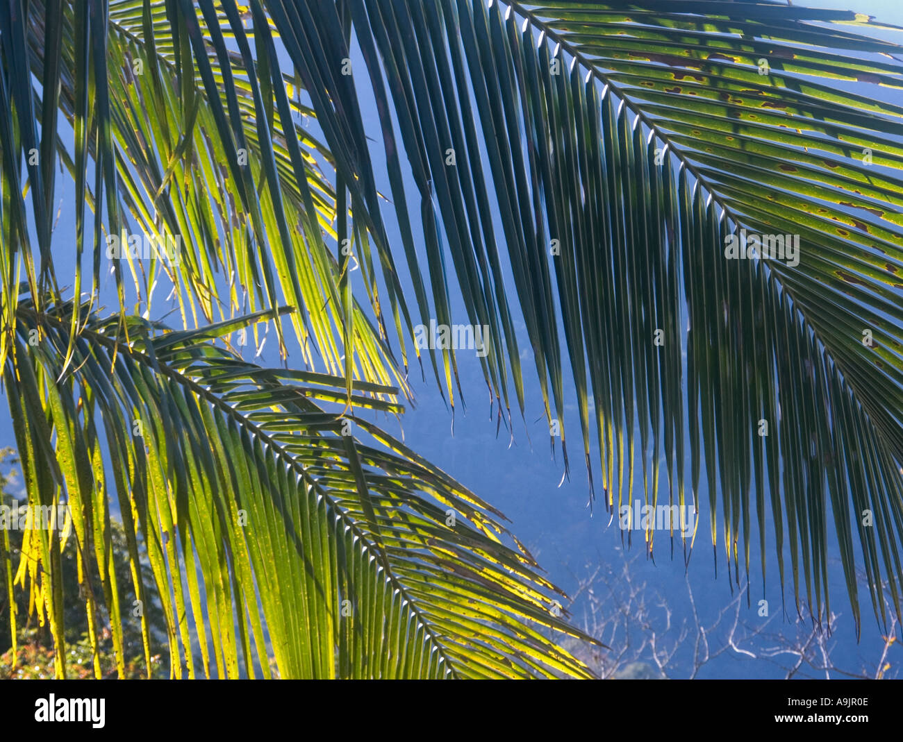 cuba palm-tree fronds Stock Photo - Alamy