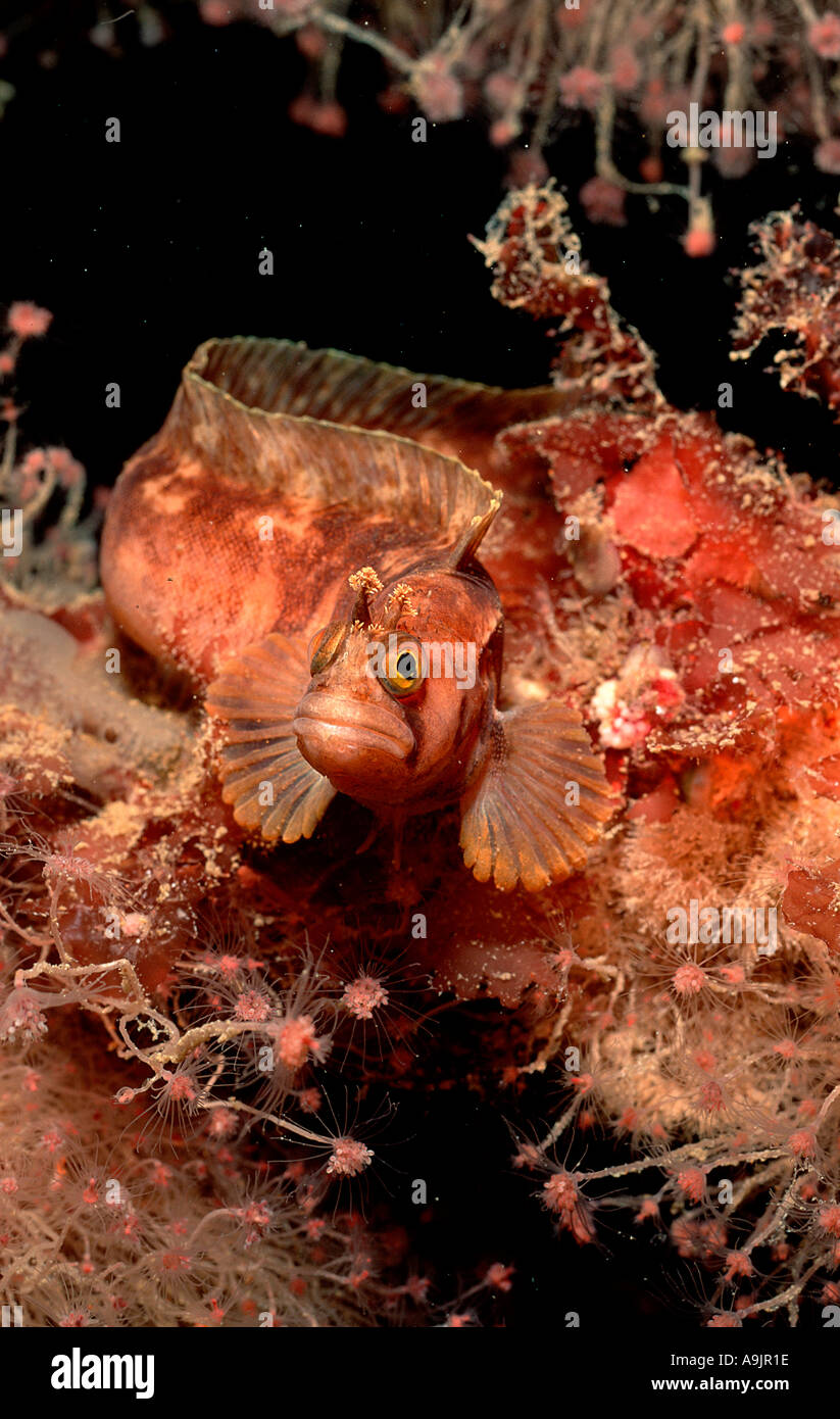 Gunnel Pholis gunnelleus Stock Photo - Alamy