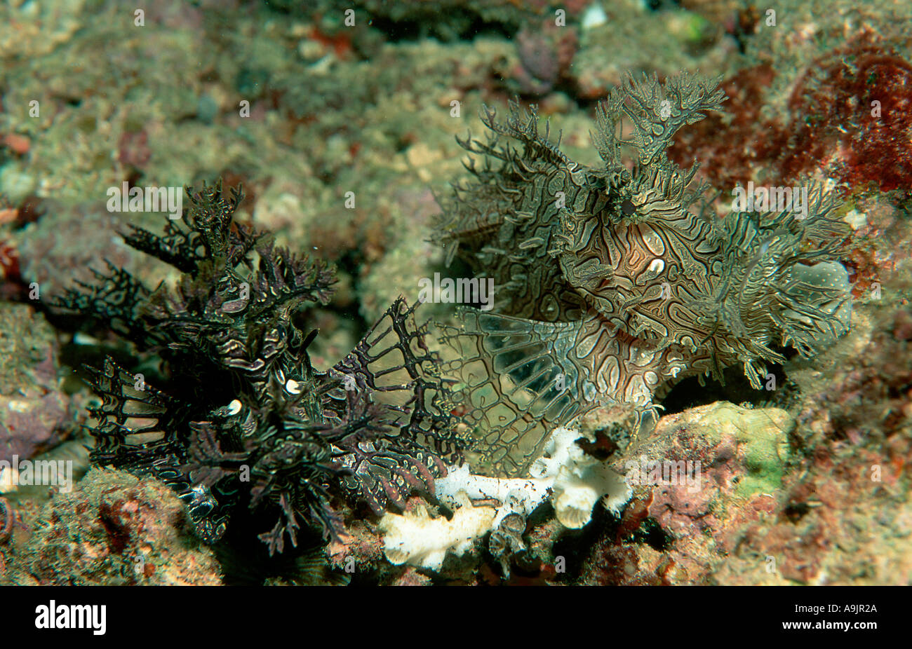 Rhinopias aphanes hi-res stock photography and images - Alamy