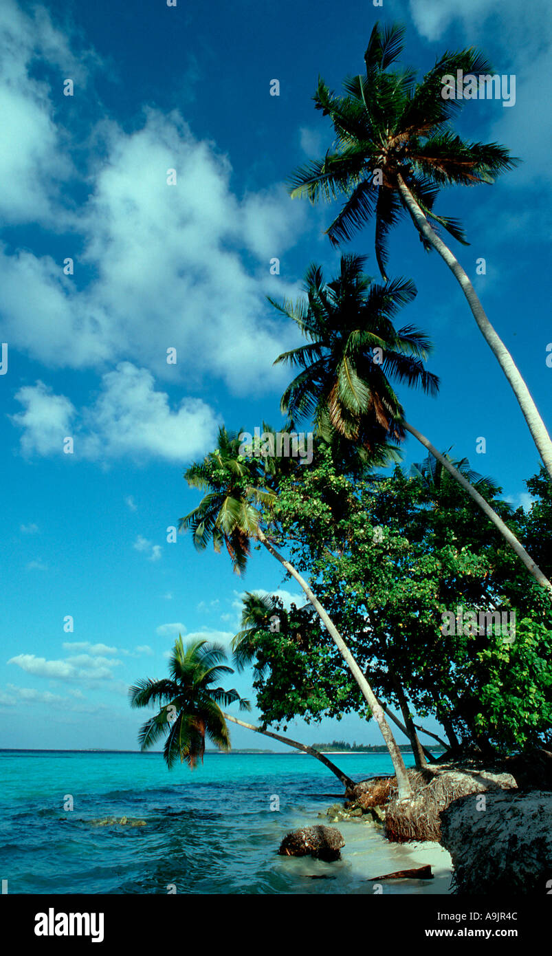 Tropical Beach with coconut trees Stock Photo - Alamy