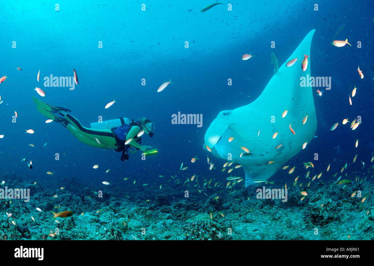 Malediven manta hi-res stock photography and images - Alamy