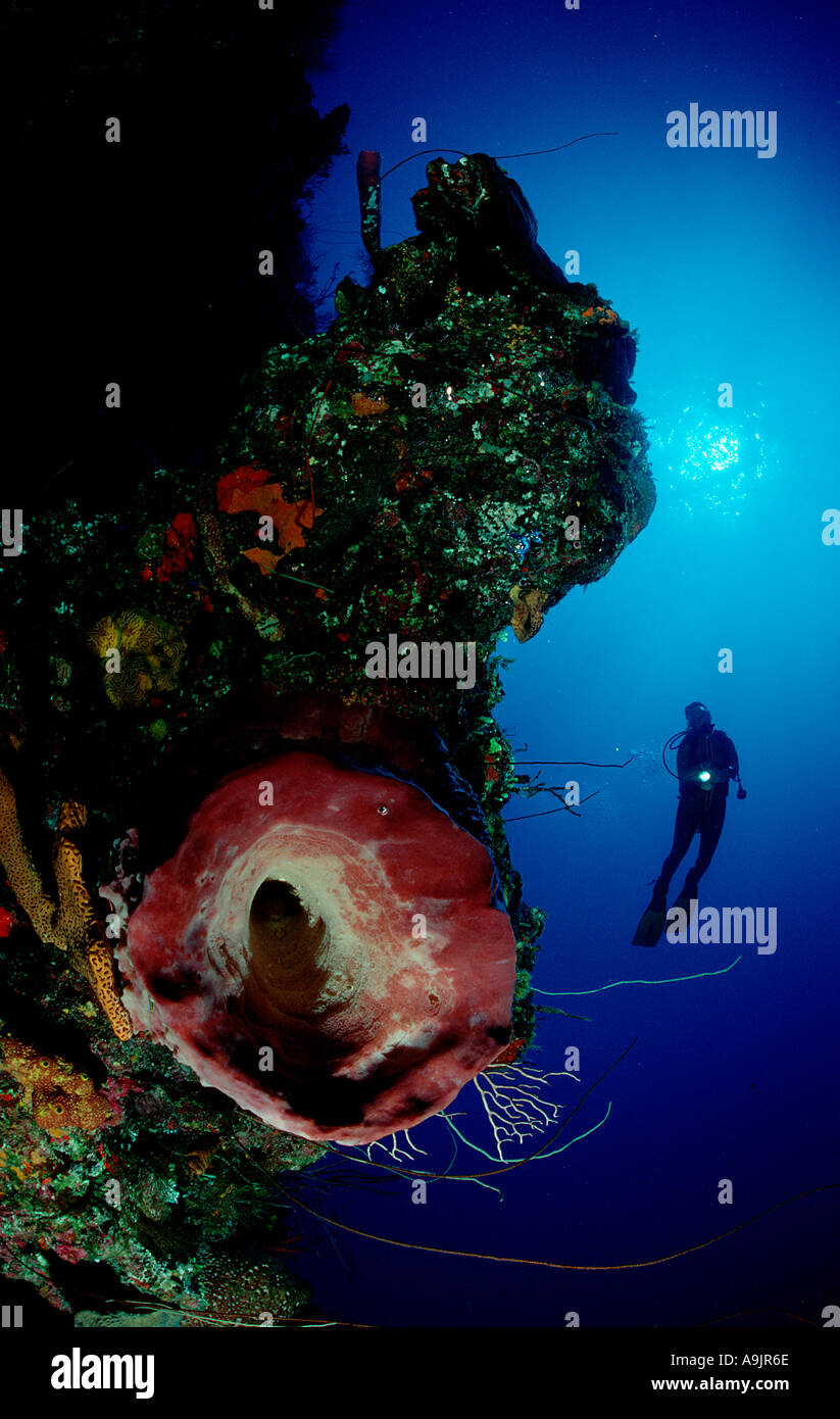 Scuba Diver and Coral Reef Stock Photo - Alamy