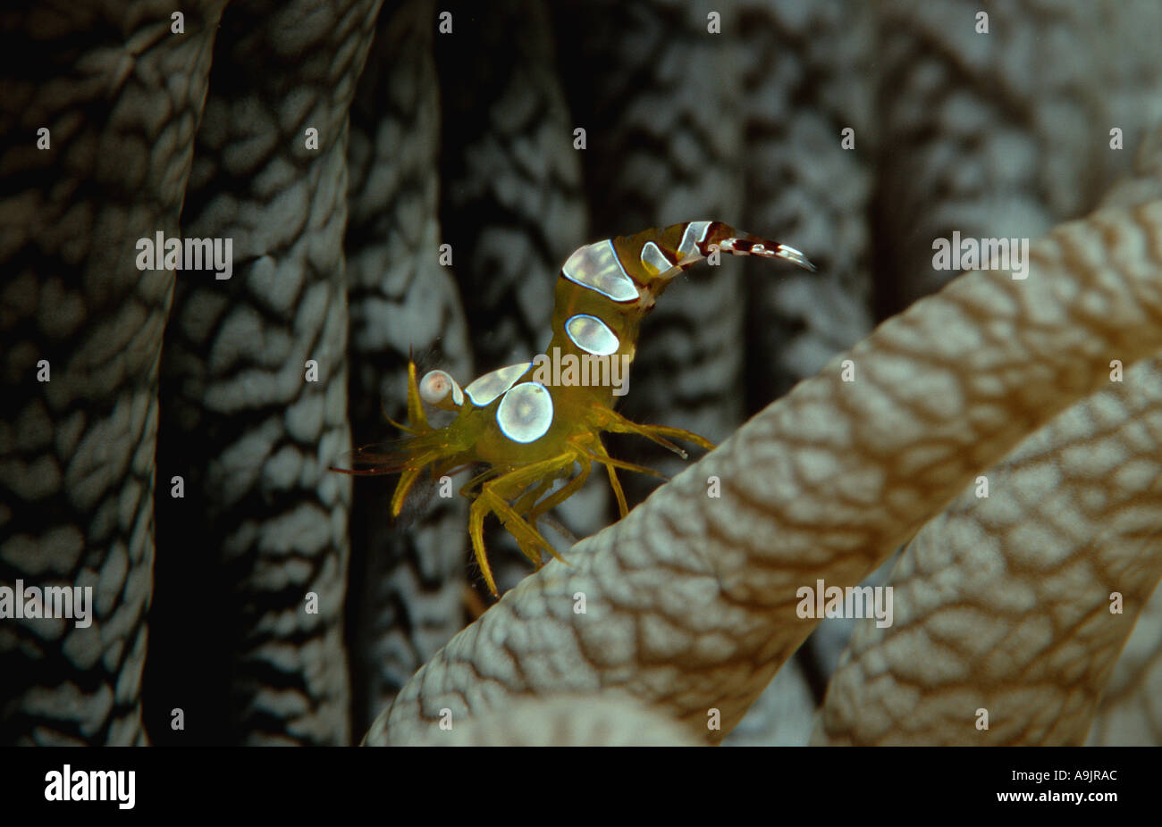 Amboin shrimp Thor amboinensis Stock Photo - Alamy
