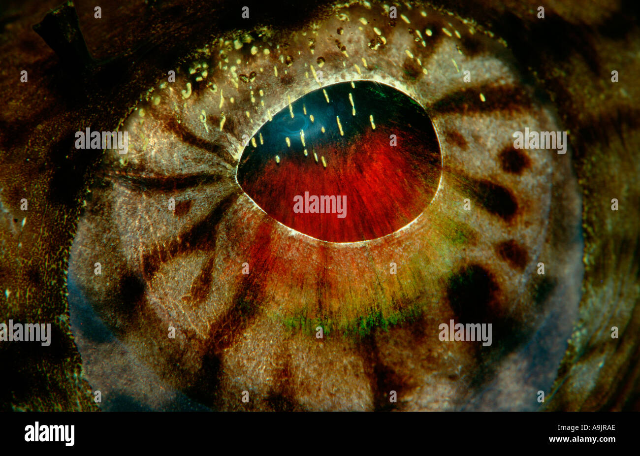eye of a Long spined anglerfish Lophius piscatorius Stock Photo - Alamy