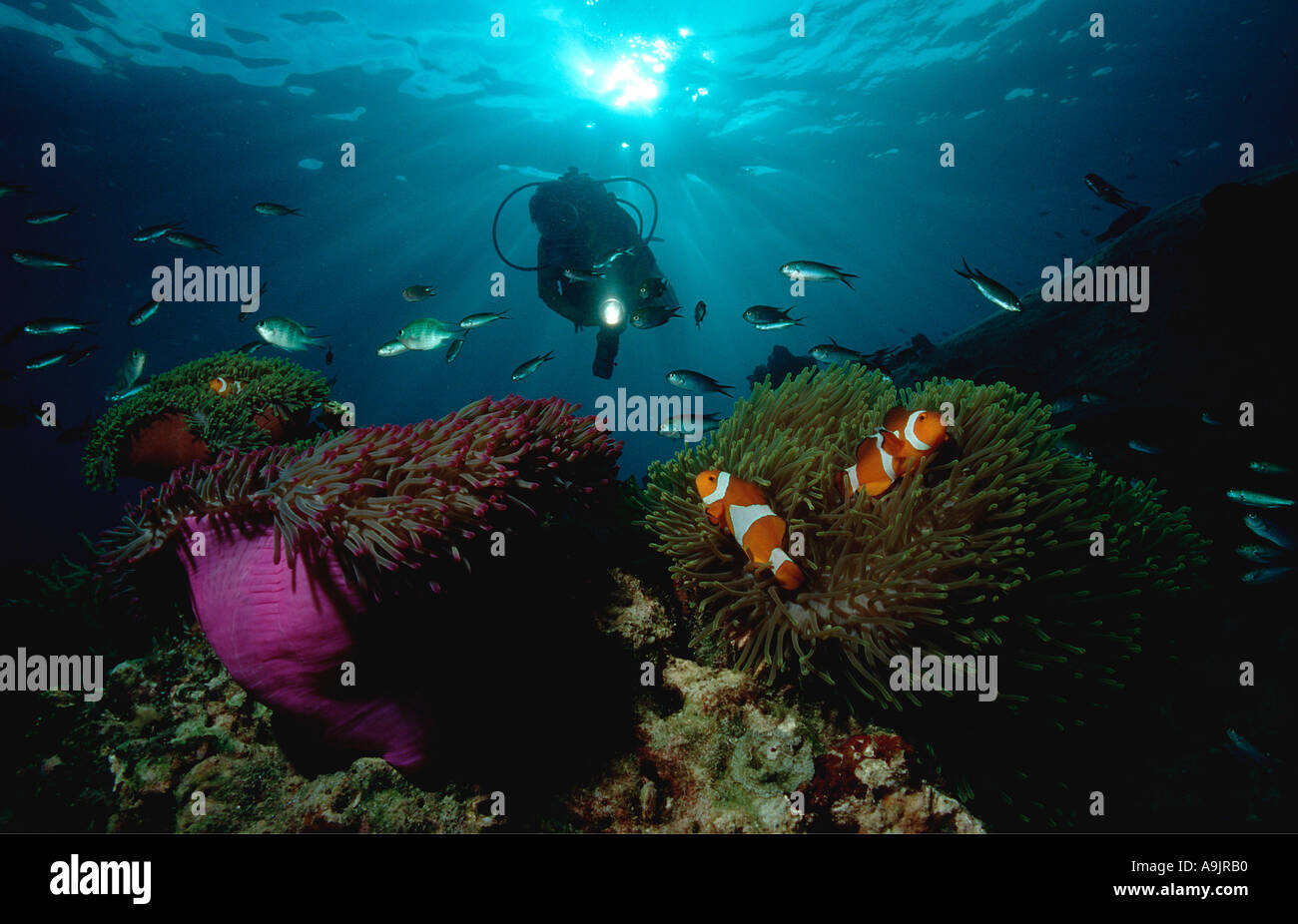 Clown anemonefish Clownfish and scuba diver Amphiprion ocellaris Stock ...