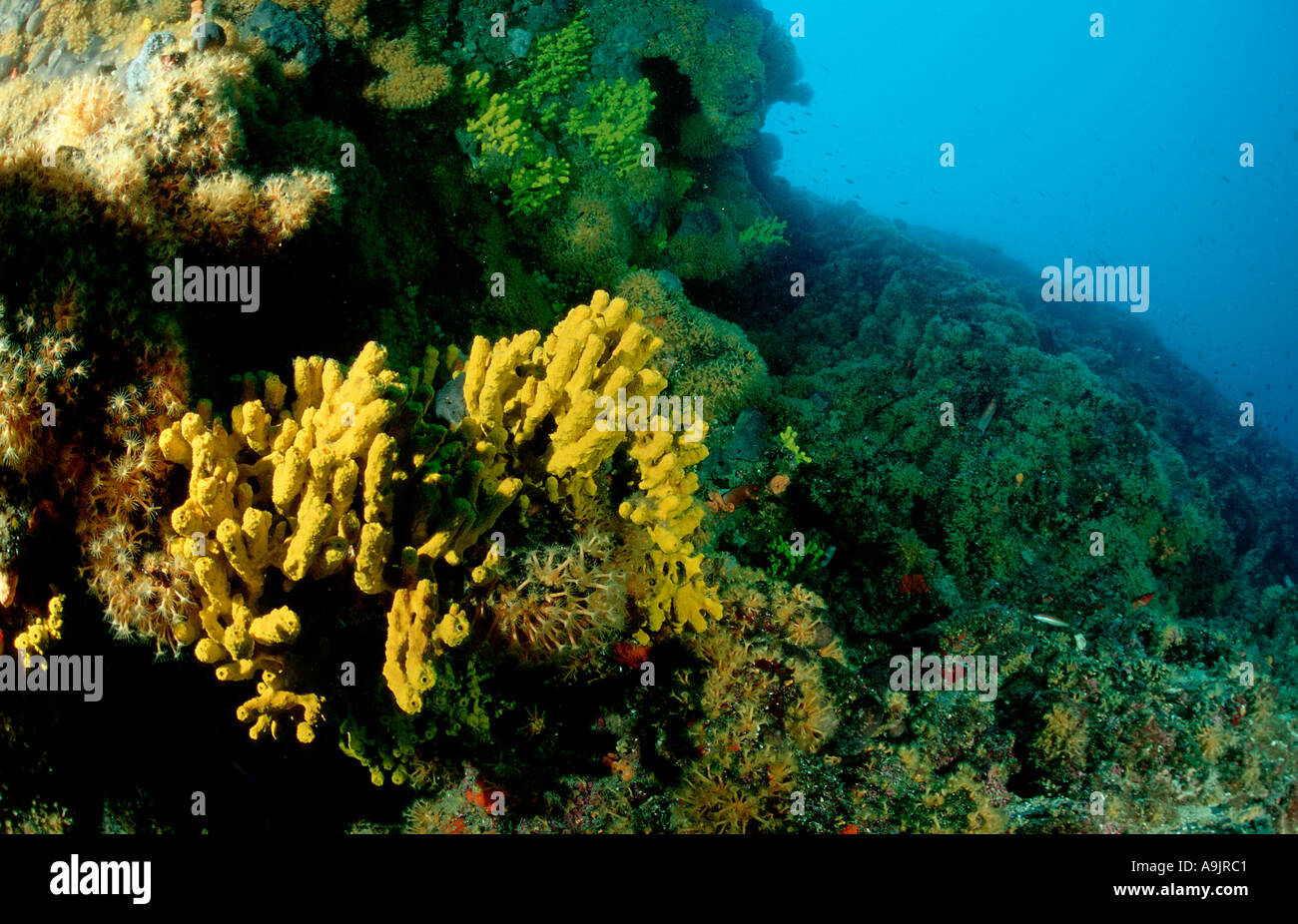 Reef with gold sponge Verongia aerophoba Stock Photo - Alamy