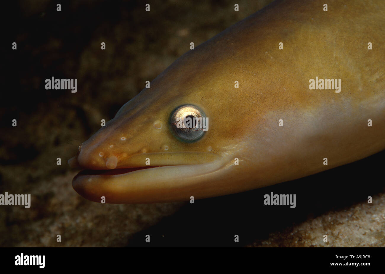 Anguilla anguilla eel sea hi-res stock photography and images - Alamy