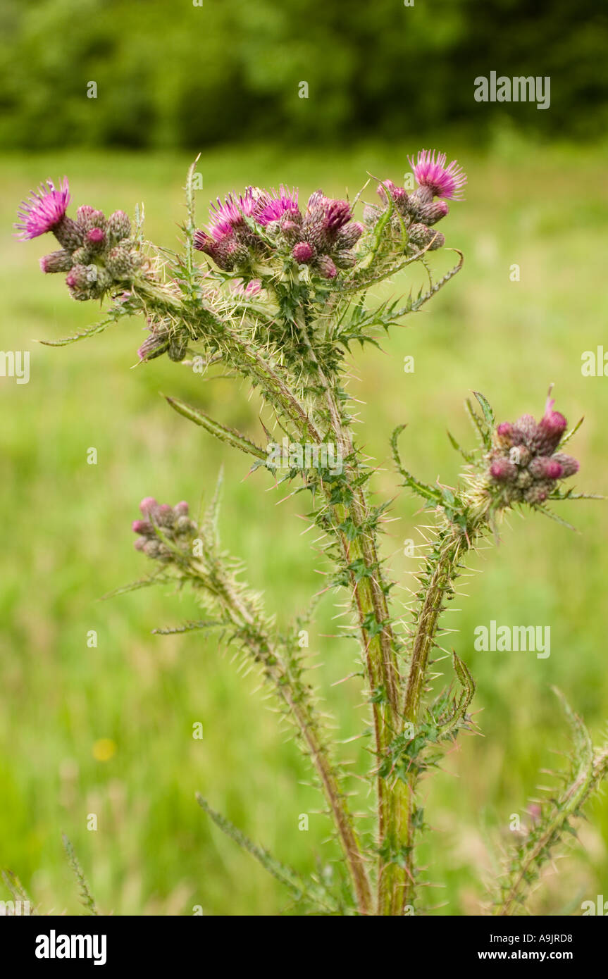 creeping thistle cirsium arvense Stock Photo - Alamy
