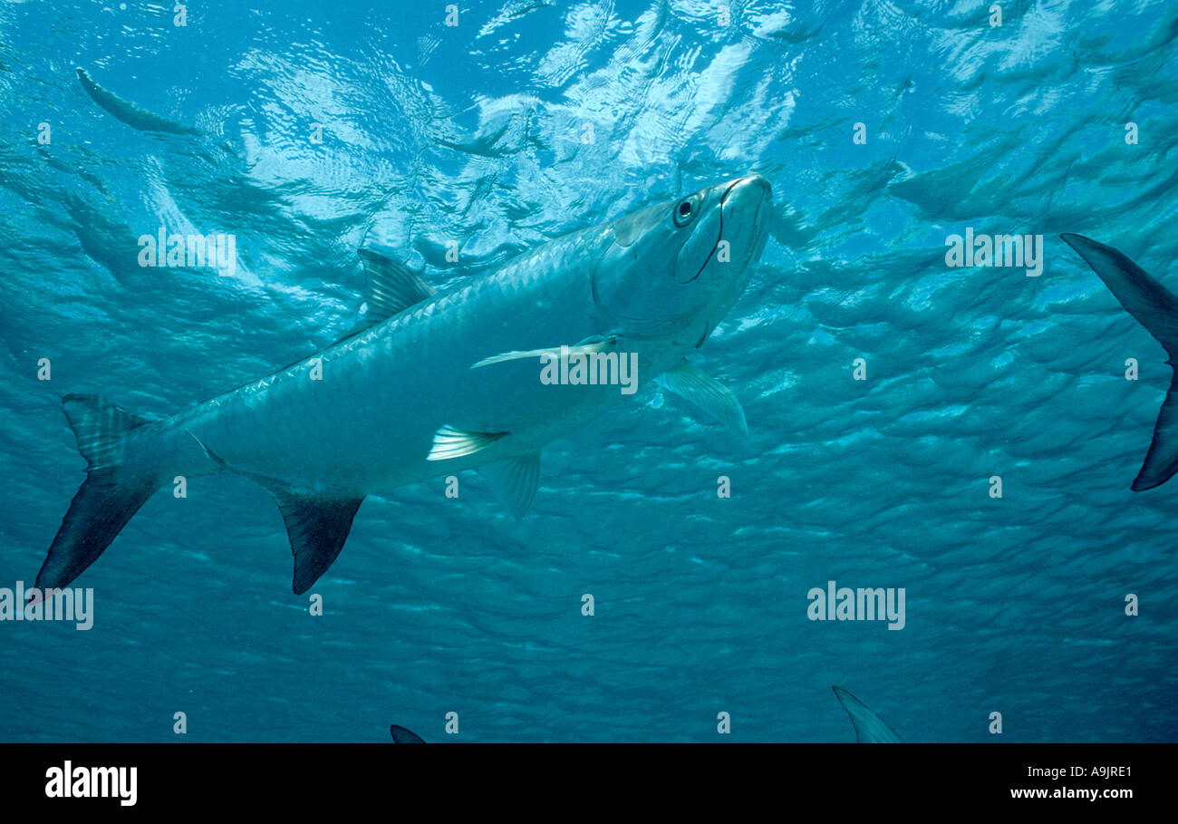Tarpon Tarpons Megalops atlanticus Stock Photo - Alamy