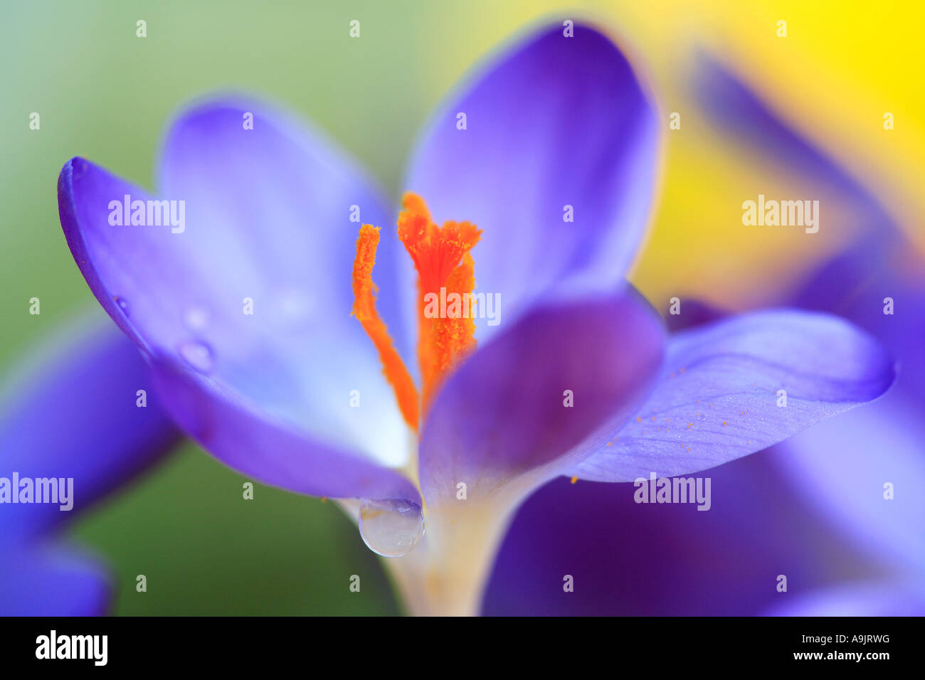 Blue crocus hi-res stock photography and images - Alamy